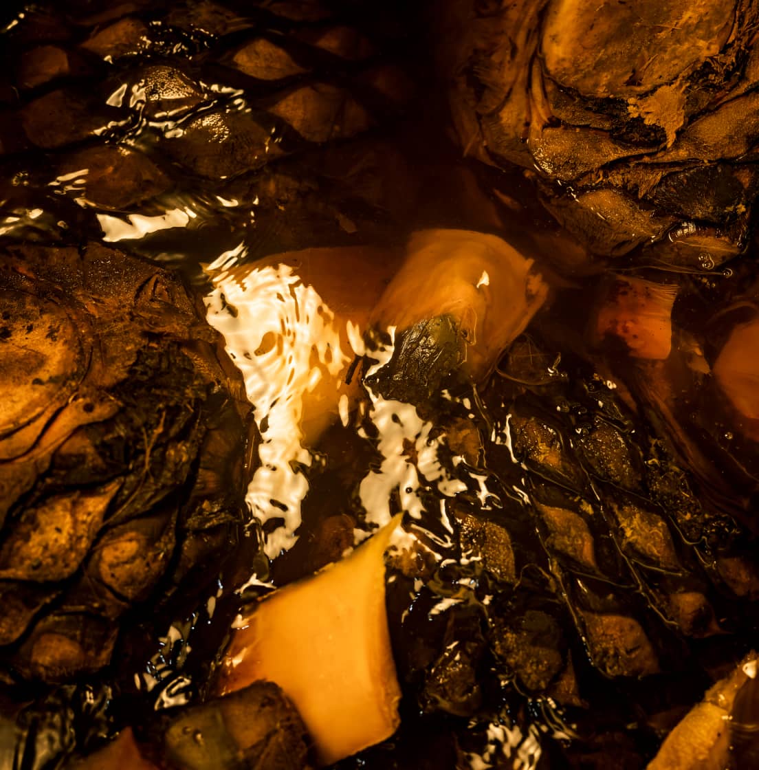 Our Process: How Mayenda Tequila is Made | Mayenda